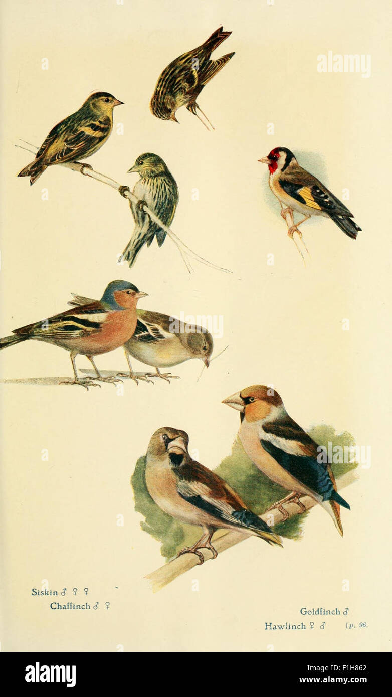 *British Birds in Their Haunts* is a comprehensive guide to the birds ...