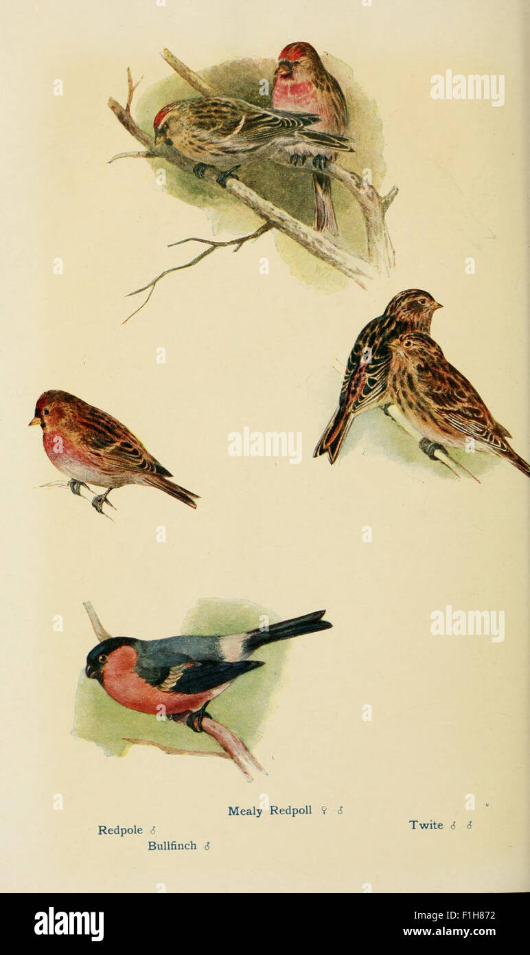 'British Birds in Their Haunts' provides an in-depth look at the native ...