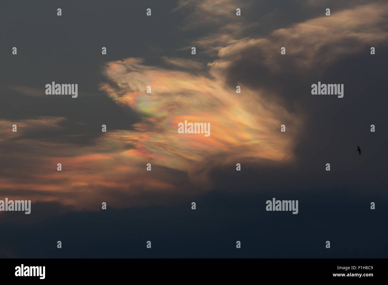 Optical Phenomenon - Circumhorizontal arc is an optical phenomenon of ...