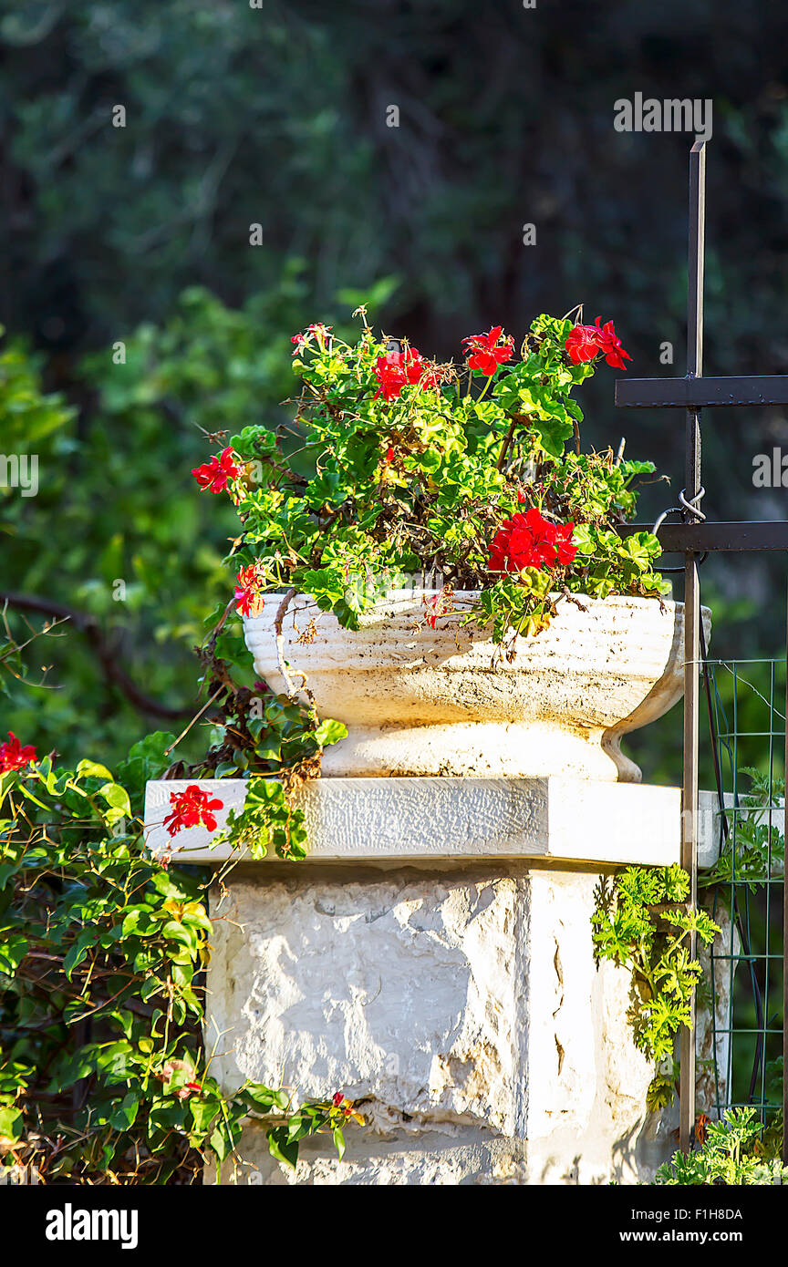 Spring flowers in Israel Stock Photo - Alamy
