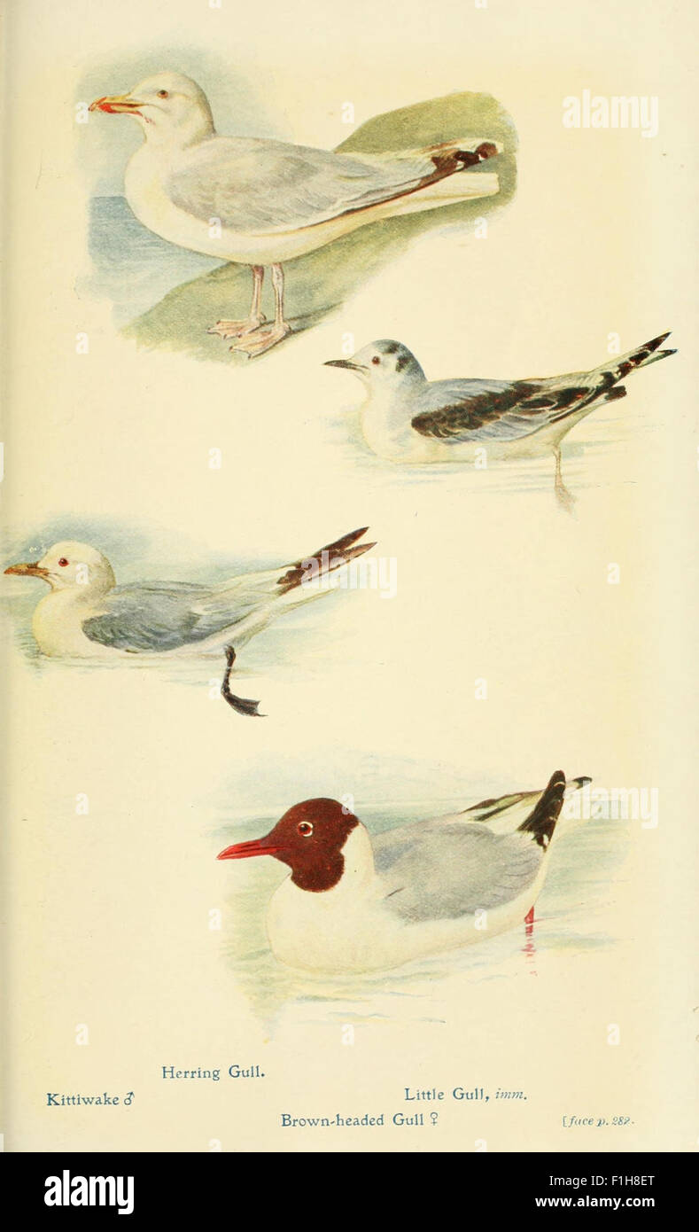British Birds in Their Haunts provides an extensive study of bird ...