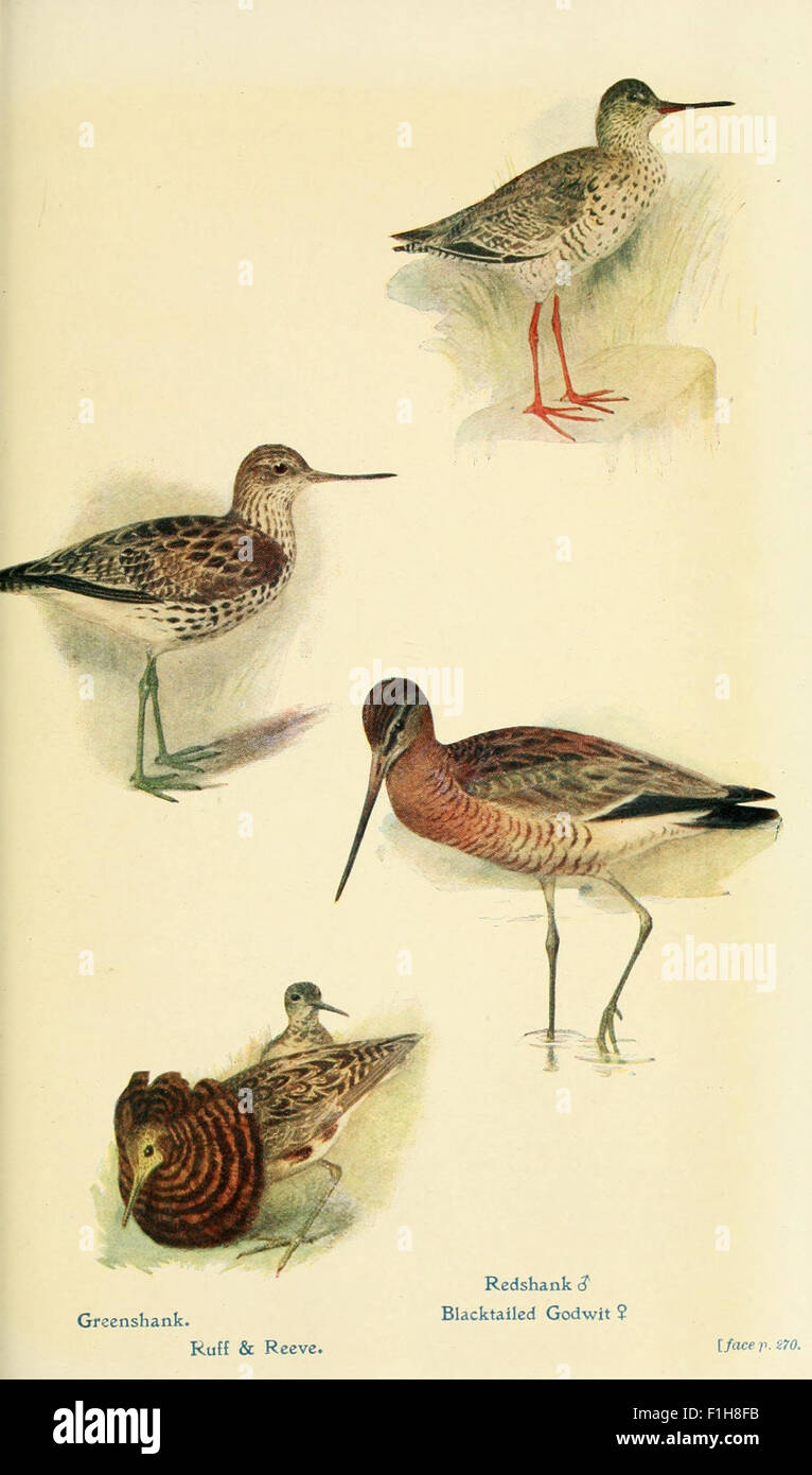 *British Birds in Their Haunts* provides detailed descriptions and ...