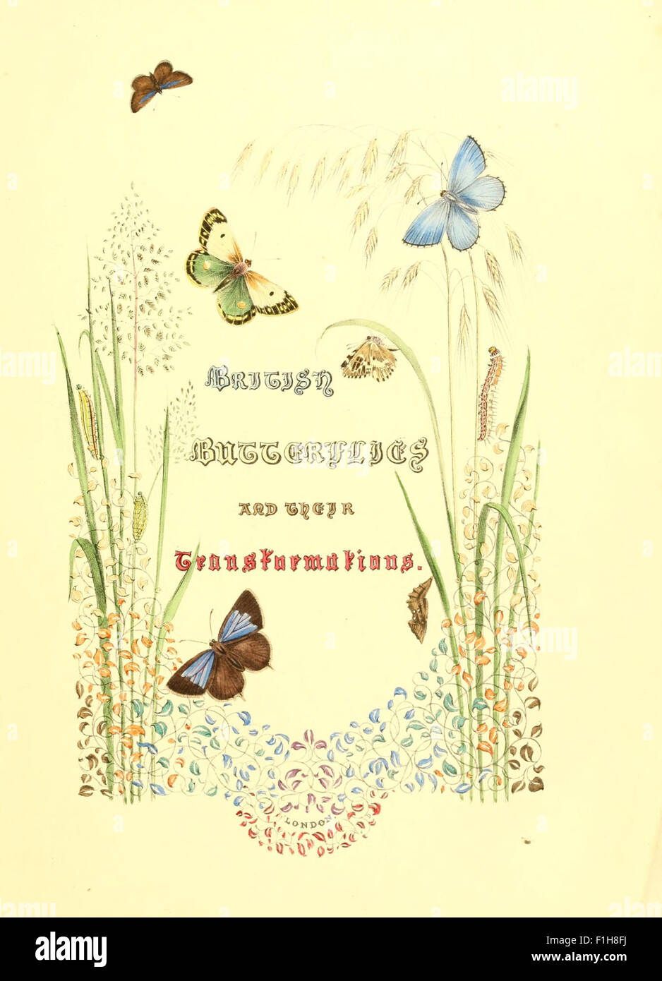 *British Butterflies and Their Transformations* explores the life cycle ...