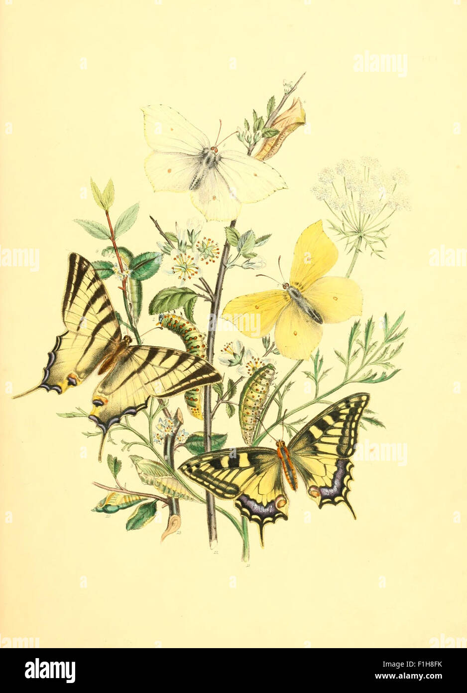 British butterflies and their transformations (Pl. 1 Stock Photo - Alamy