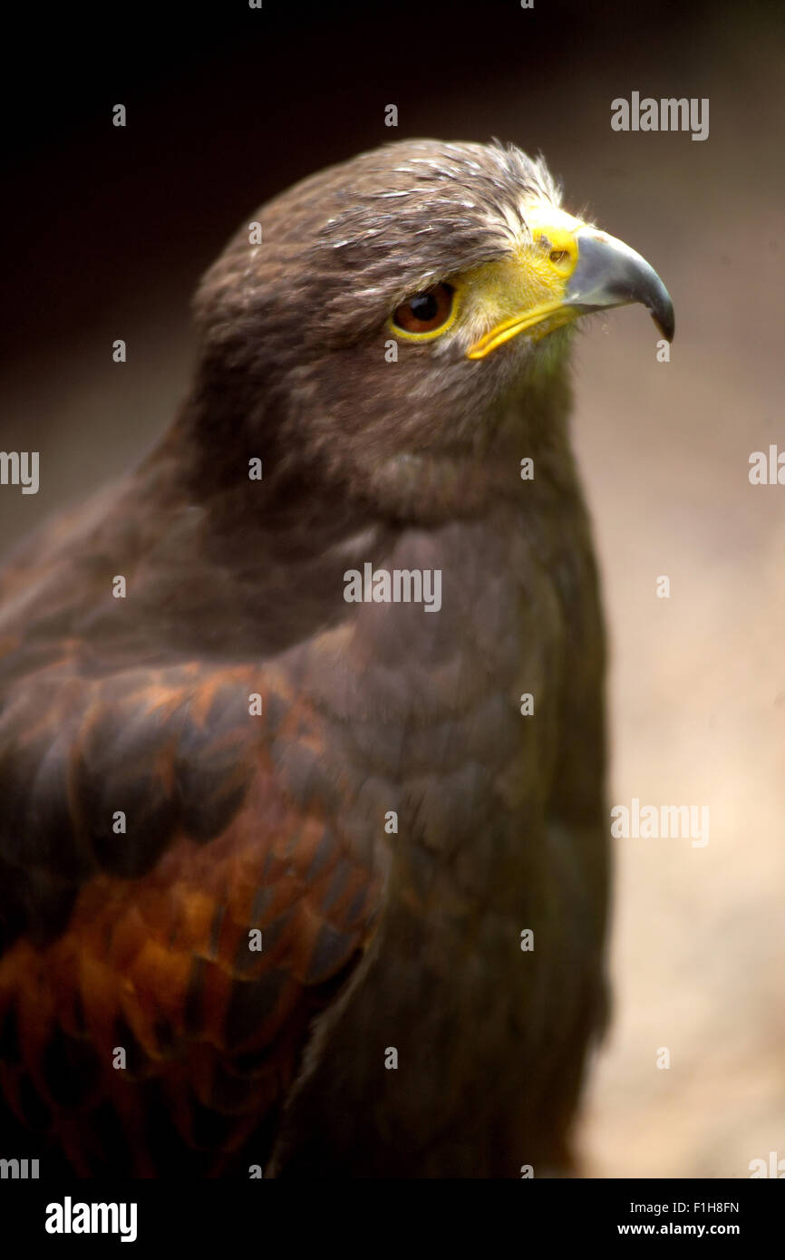 Falconry hawk hi-res stock photography and images - Alamy