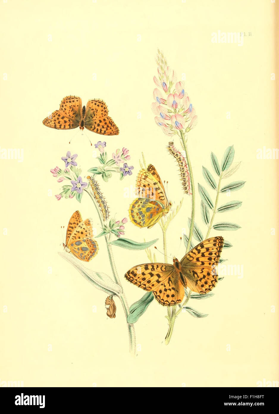 'British Butterflies and Their Transformations' offers a detailed study ...