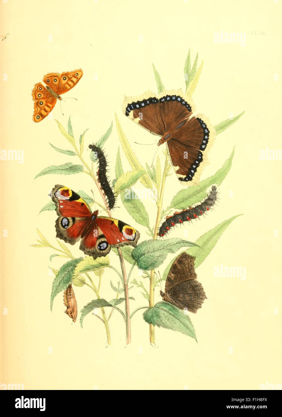This illustration from 'British Butterflies and Their Transformations ...