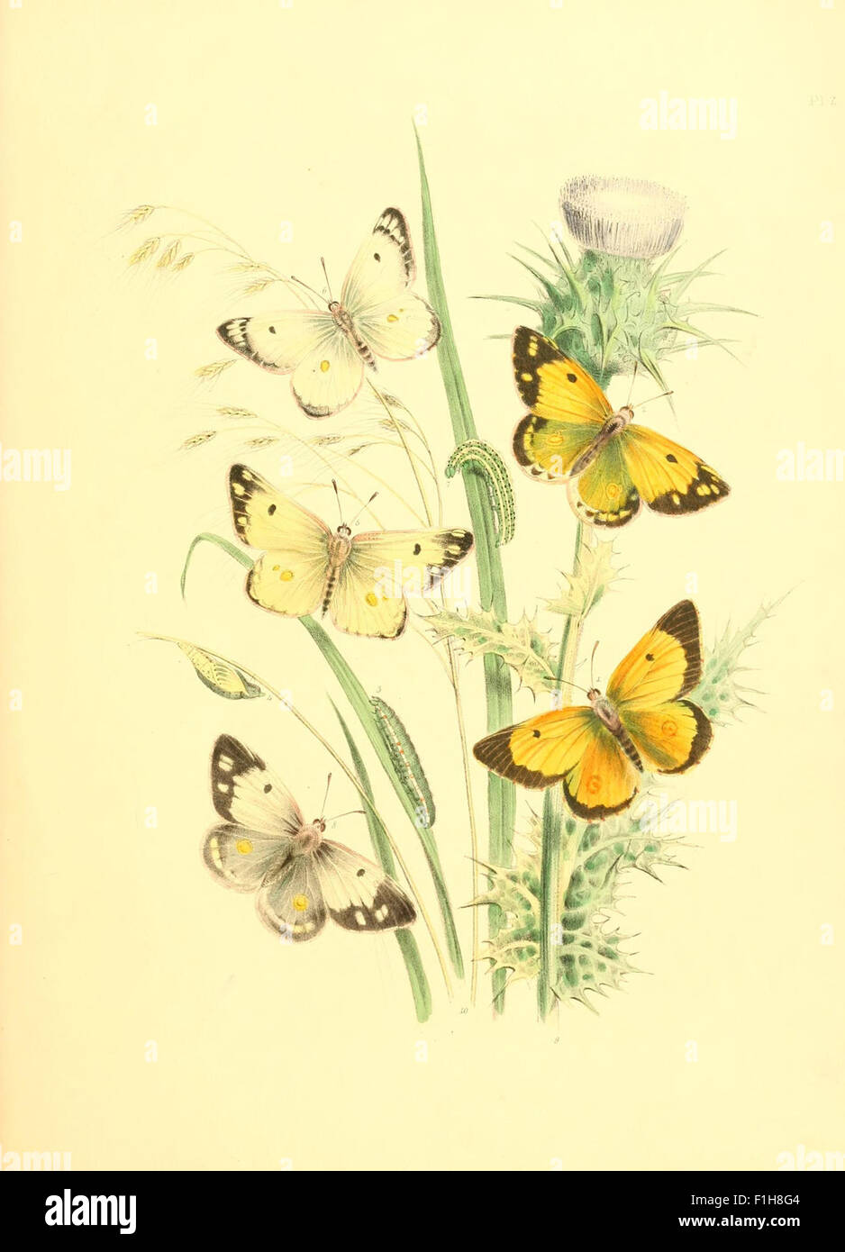 A vintage illustration of British butterflies, focusing on their ...
