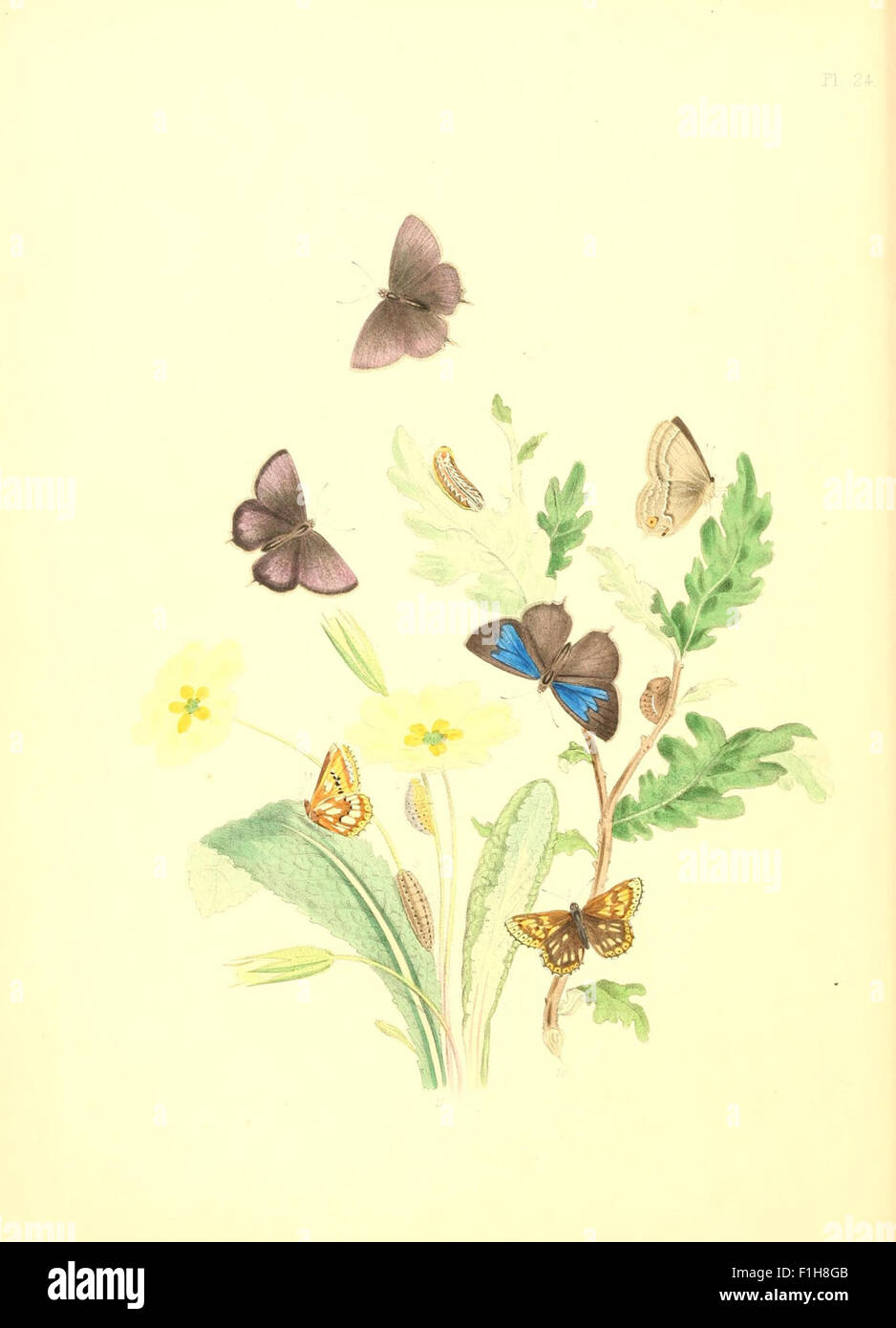 *British Butterflies and Their Transformations* (Pl. 24) provides ...