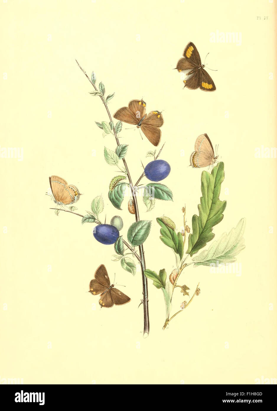'British Butterflies and Their Transformations' illustrates the stages ...