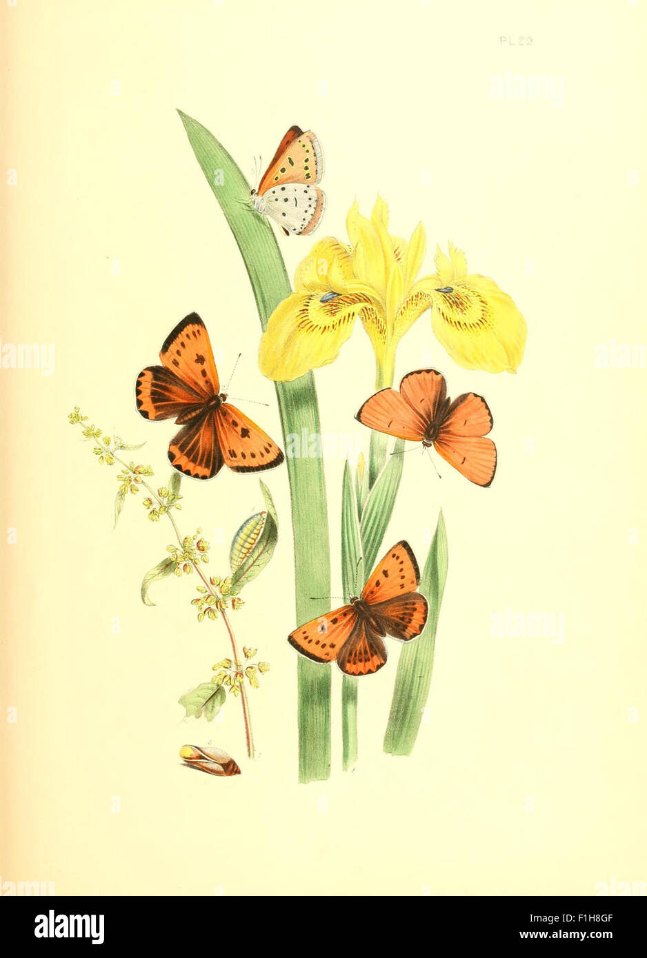 An illustrated work on British butterflies, depicting their various ...