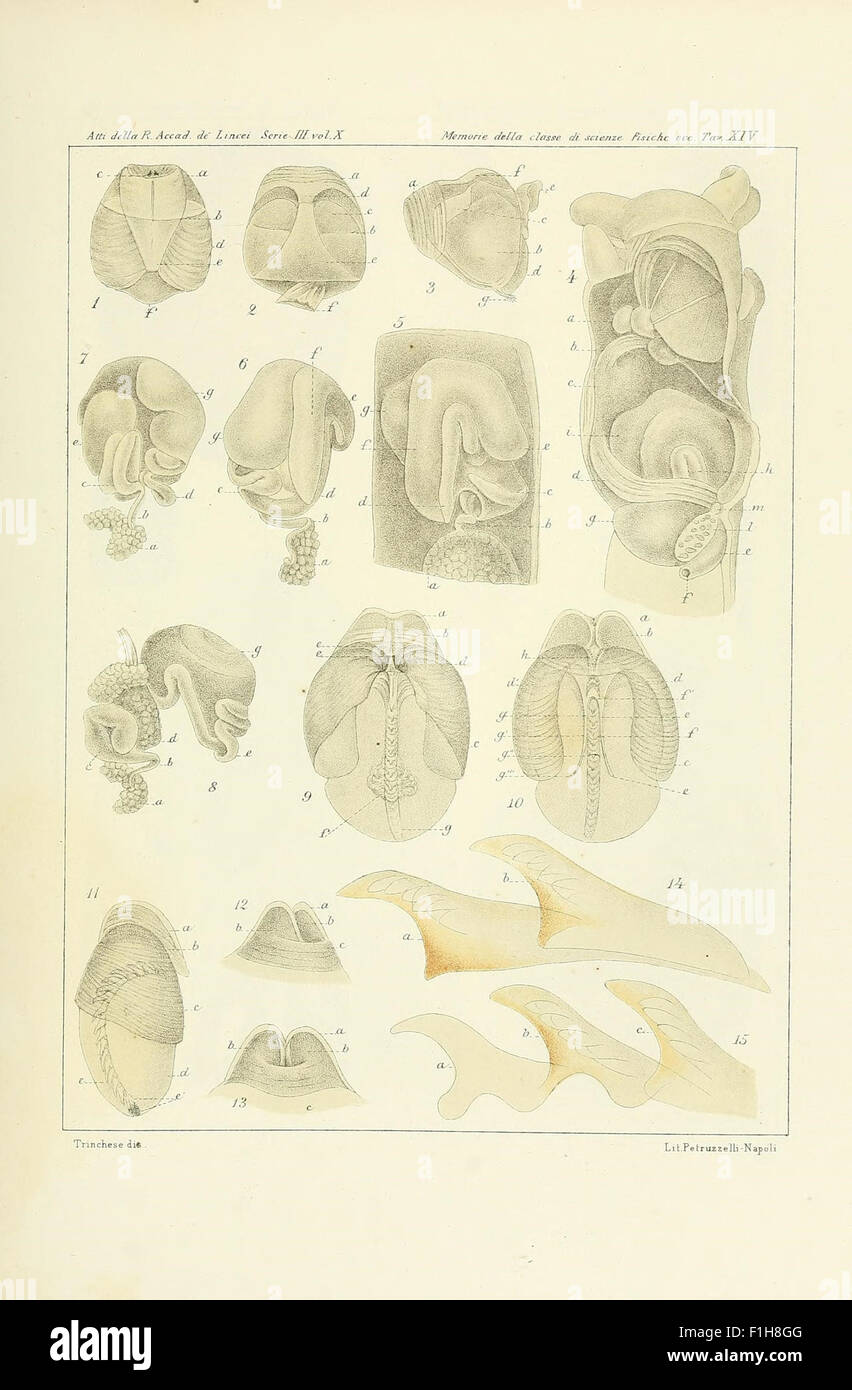 This work documents the mollusks from the port of Genoa, focusing on ...
