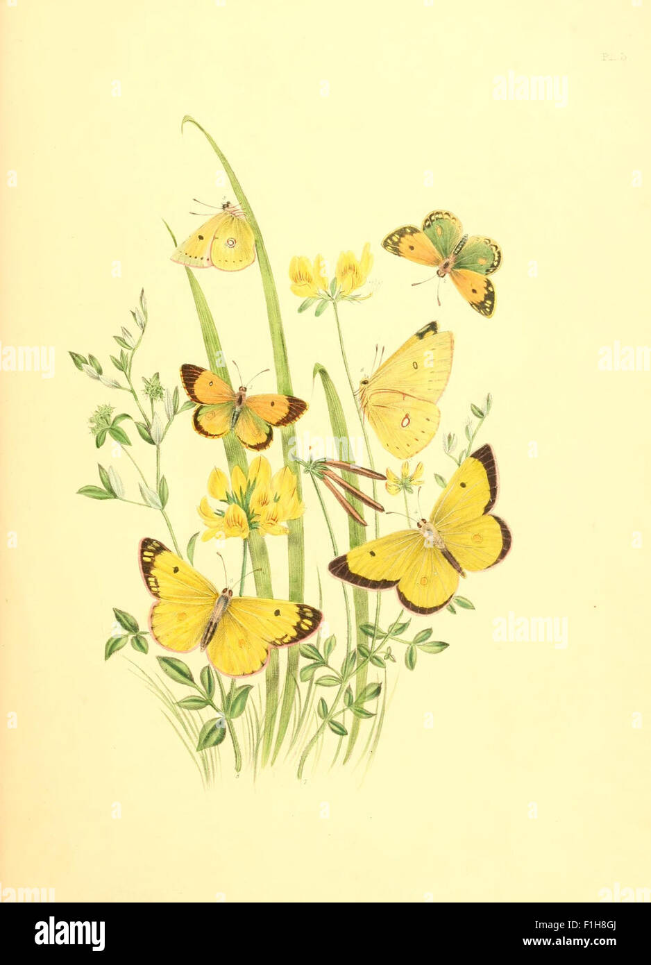 This work focuses on the study of British butterflies, including ...