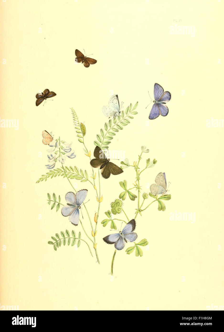 This illustration from 'British Butterflies and Their Transformations ...