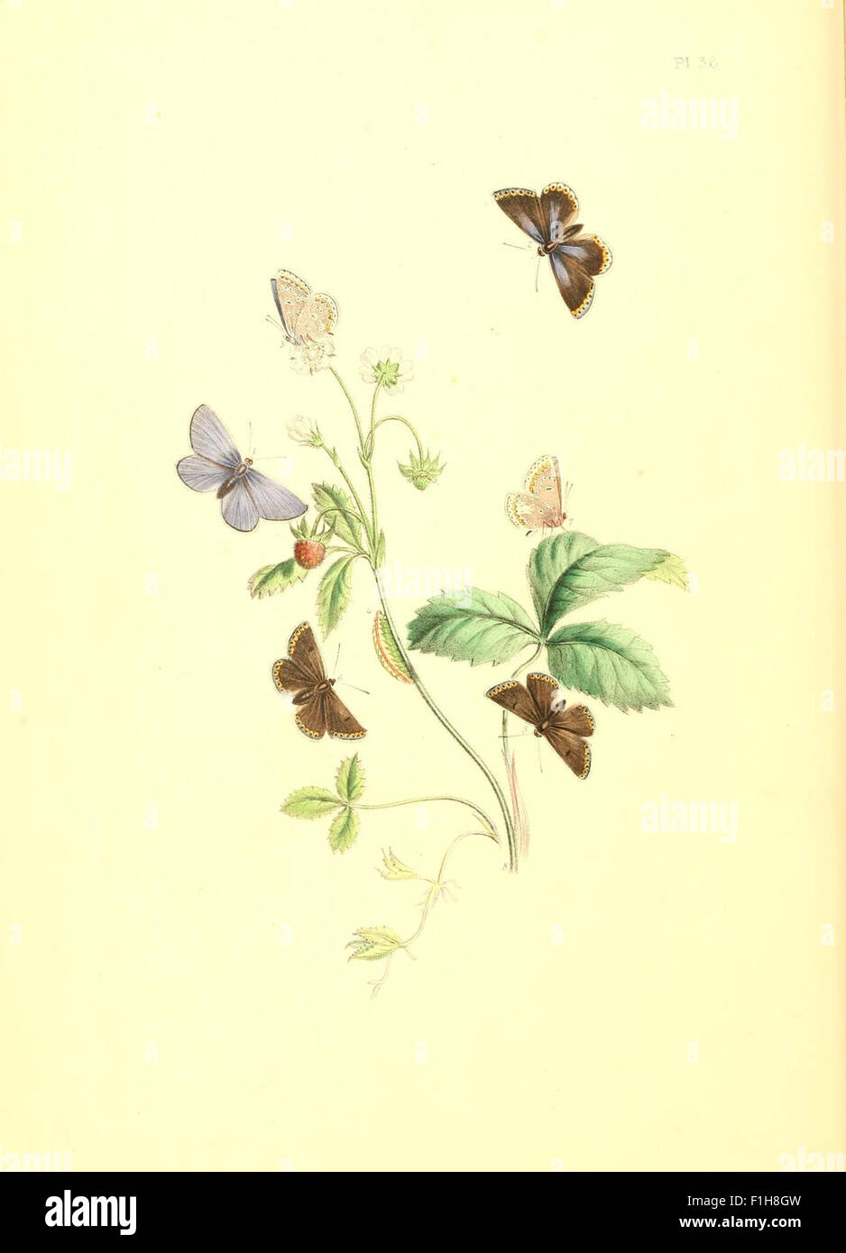 This illustration from *British Butterflies and Their Transformations ...