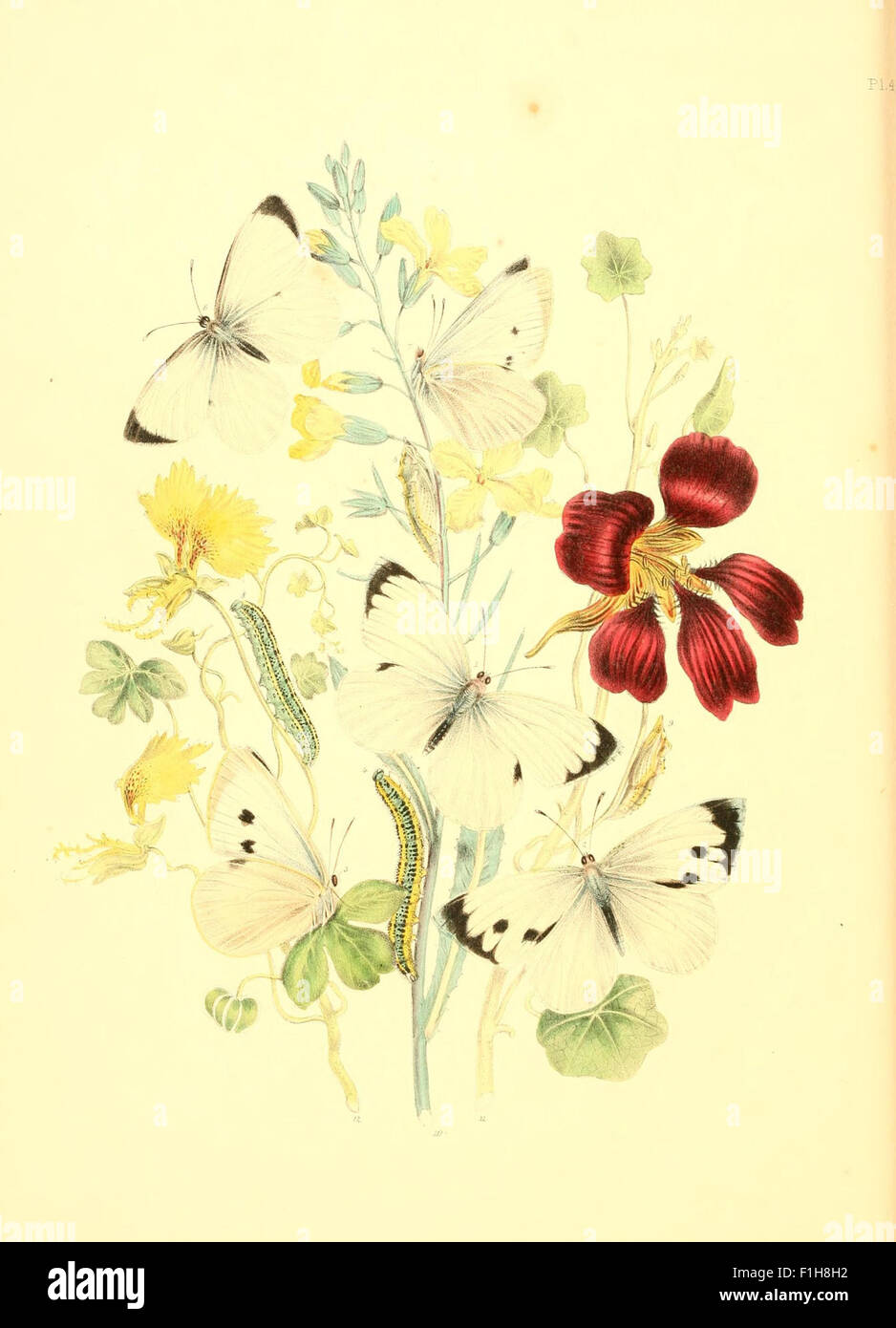 'British Butterflies and Their Transformations' illustrates various ...