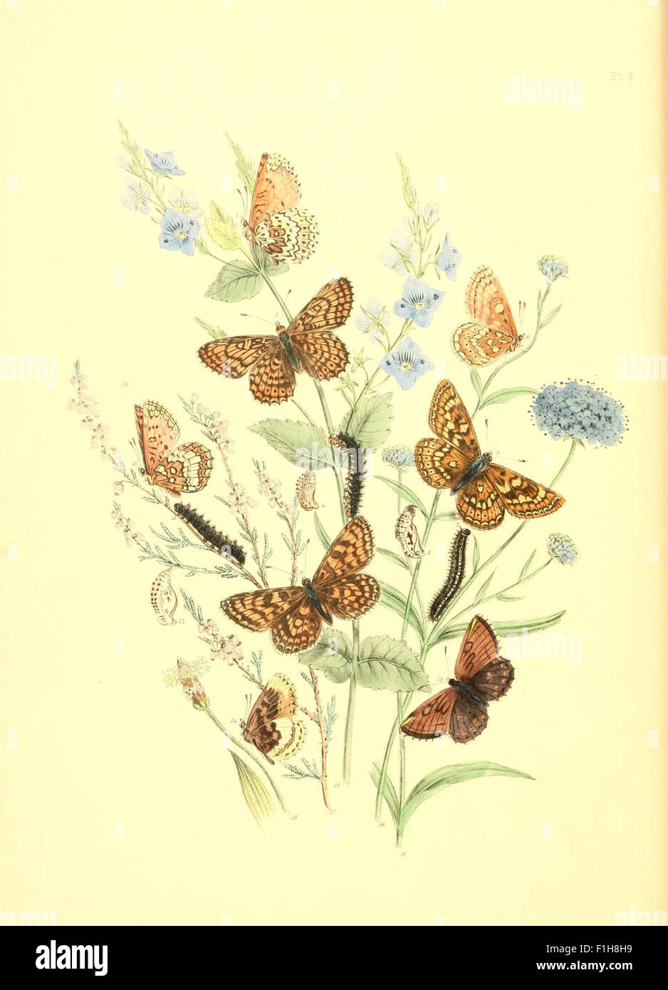 *British Butterflies and Their Transformations* illustrates the life ...