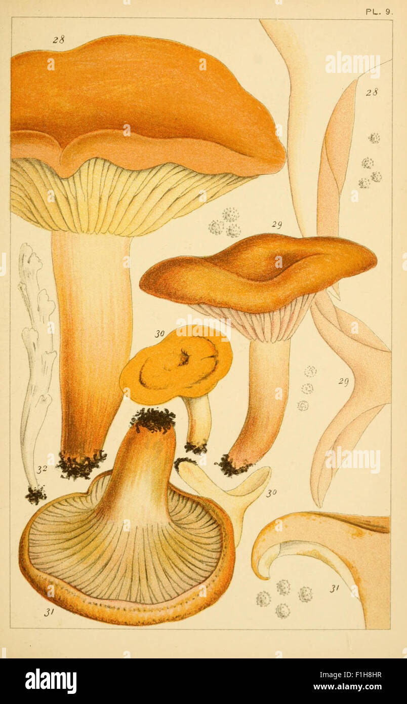 British edible fungi Stock Photo - Alamy