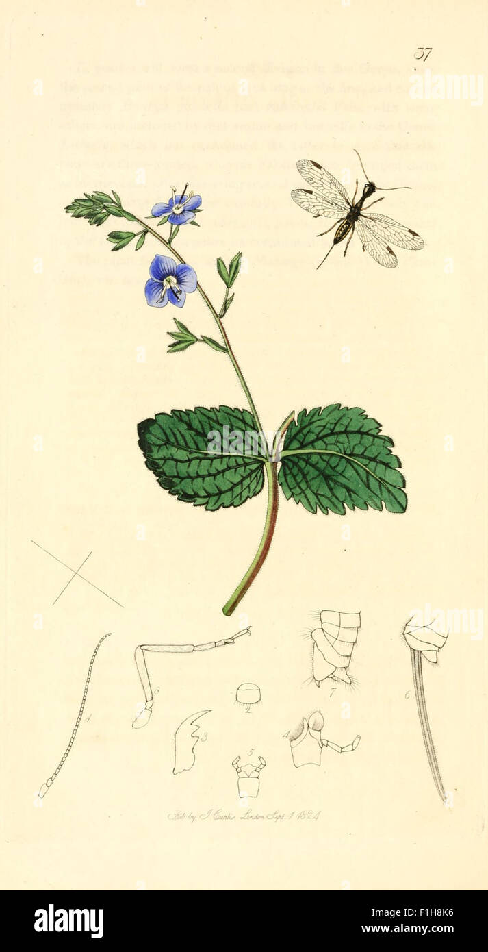 'British Entomology' is a classic work focusing on the insects of Great ...