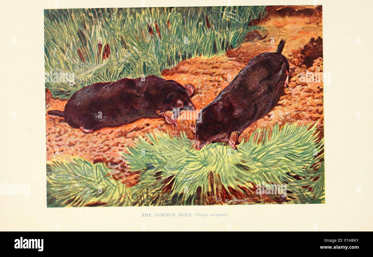 *British Mammals* provides detailed descriptions and illustrations of ...