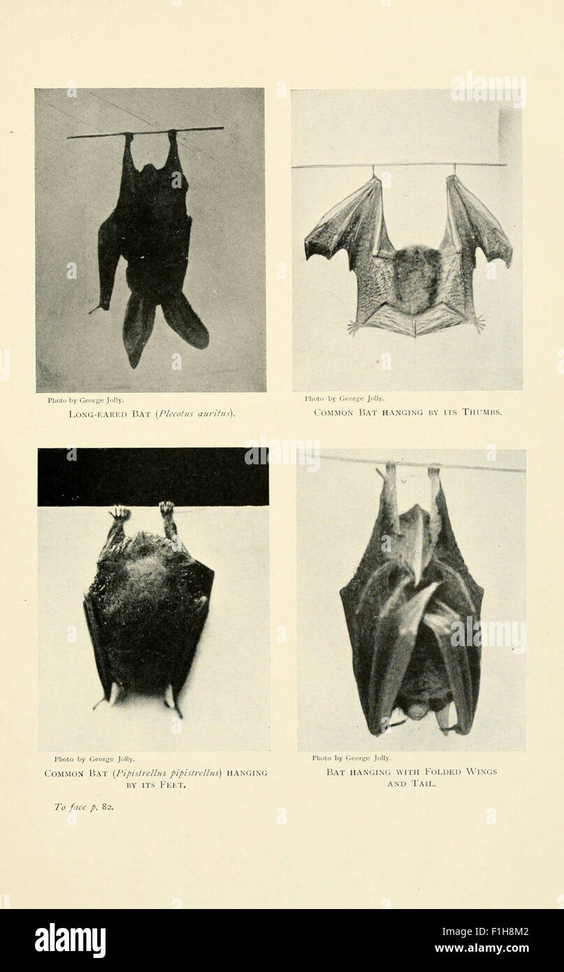 A detailed study of British mammals, providing insight into their ...