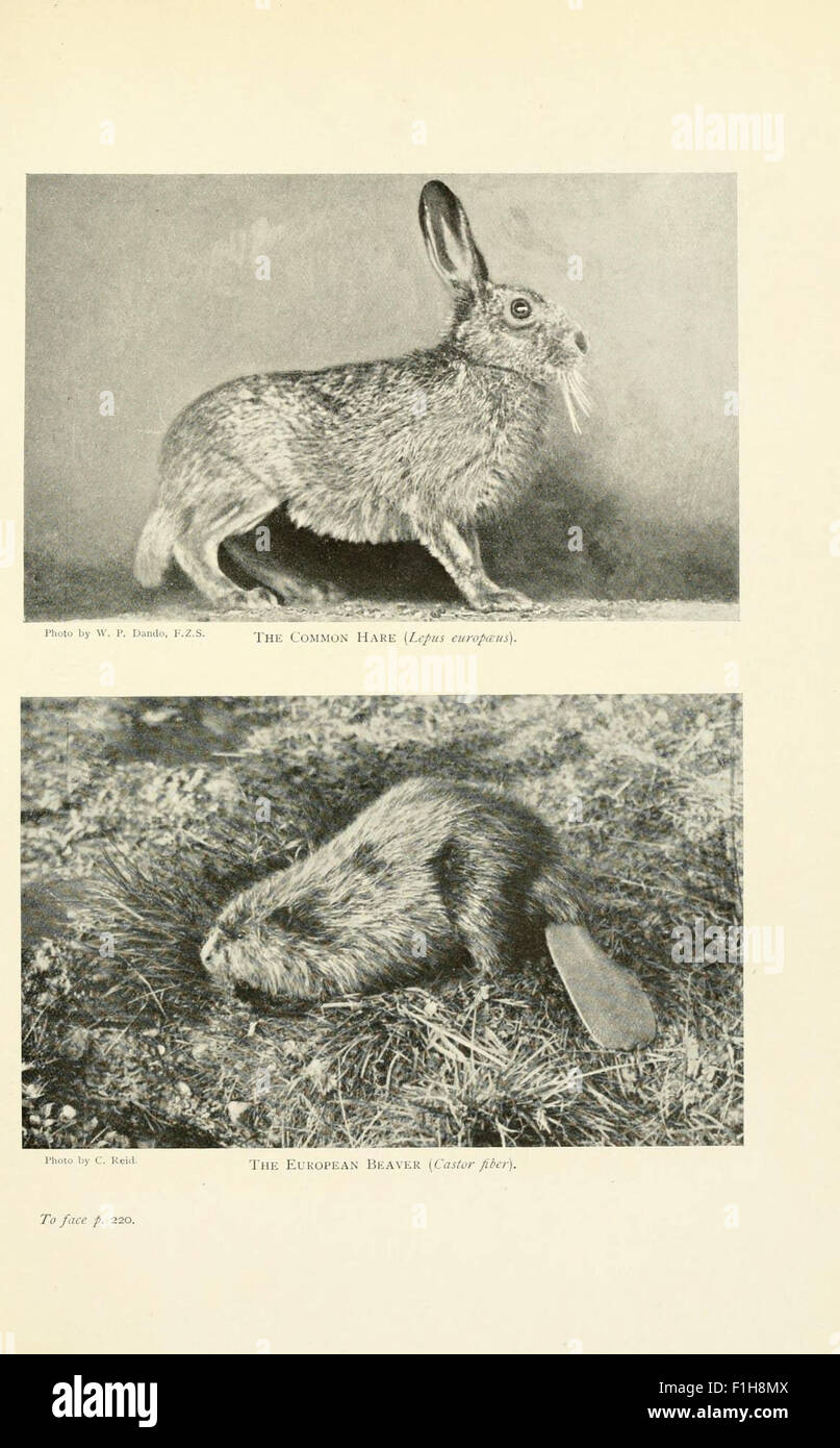 This work offers an in-depth exploration of British mammals, including ...