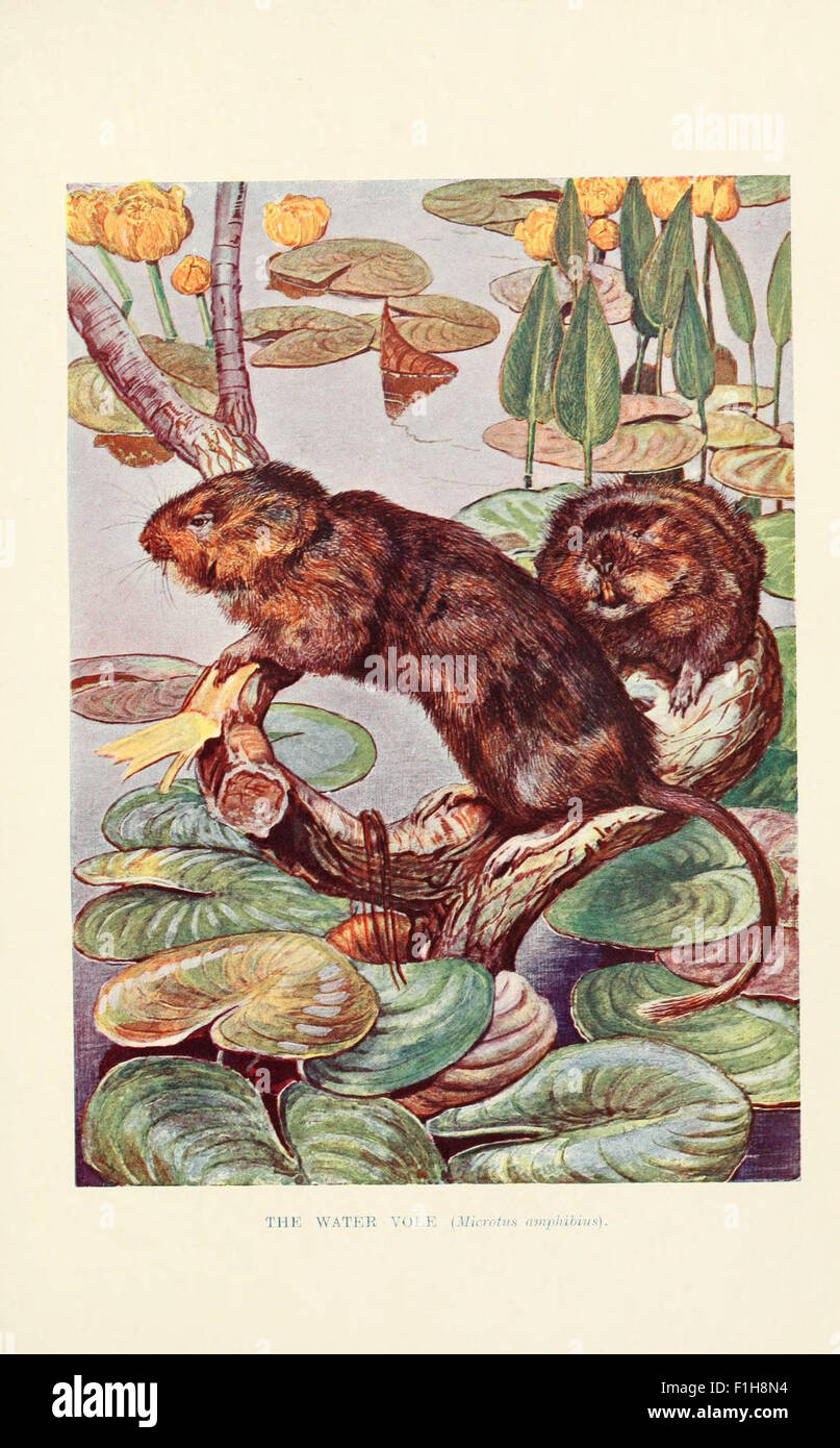 'British Mammals' is a comprehensive work documenting the mammals of ...