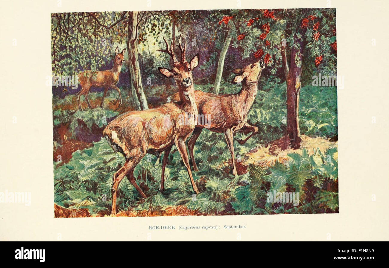 This work explores the various species of mammals native to Great ...