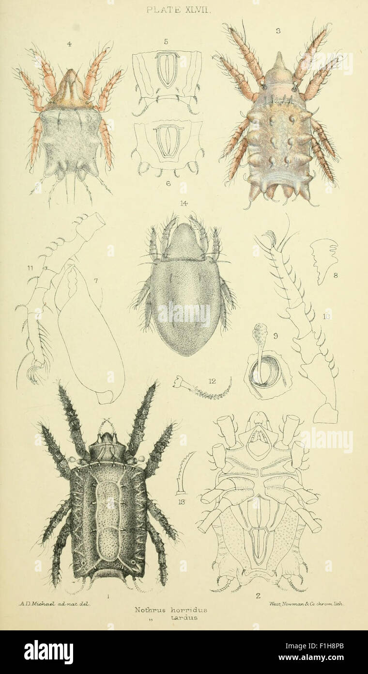 This vintage work on British Oribatid mites offers detailed ...