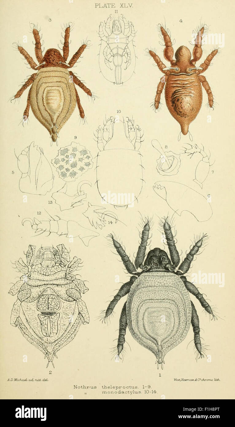 British oribatidae family hi-res stock photography and images - Alamy