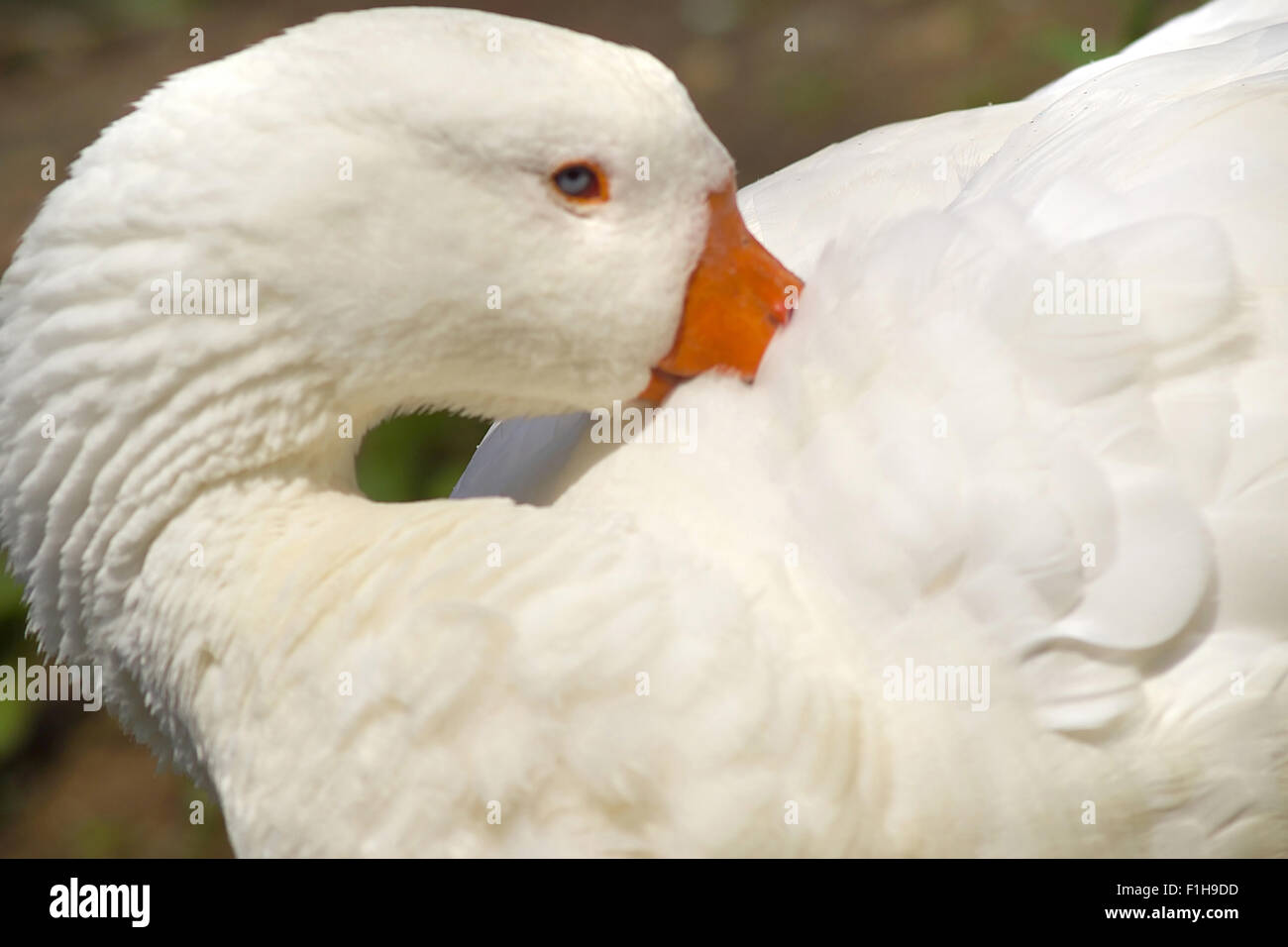 Domestic fowl hi-res stock photography and images - Alamy