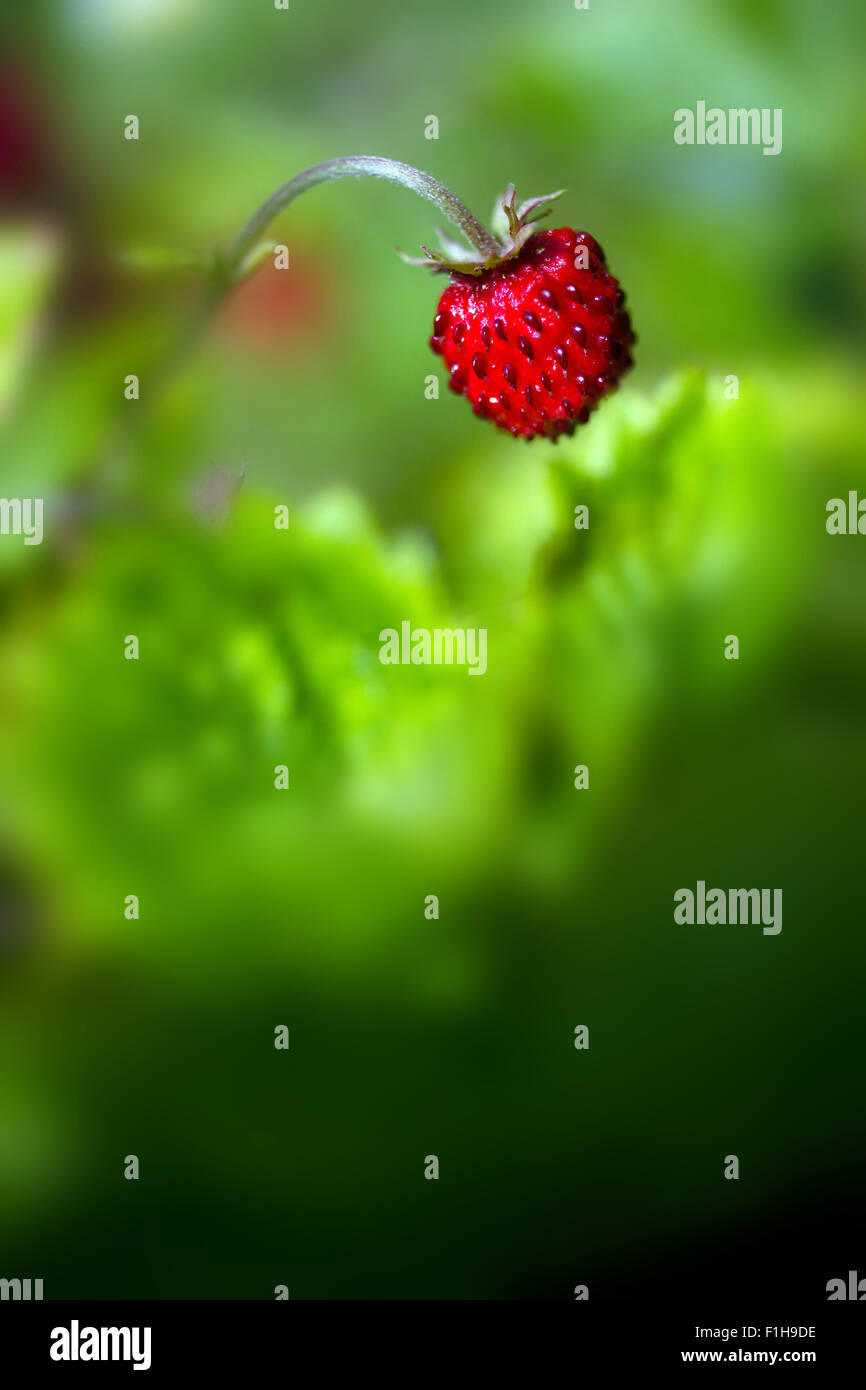 Strawberry farm england hi-res stock photography and images - Alamy