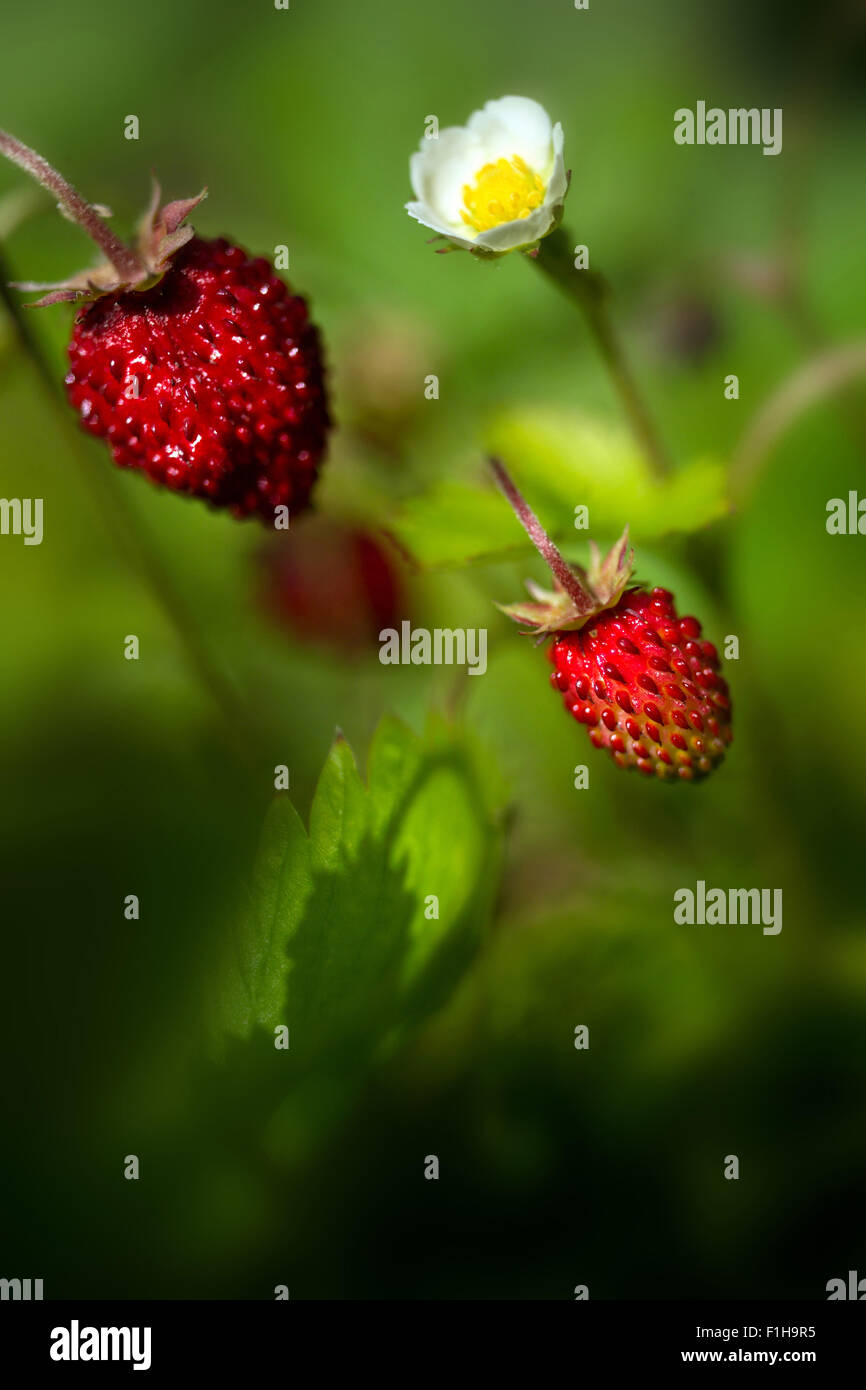Straw strawberries hi-res stock photography and images - Alamy