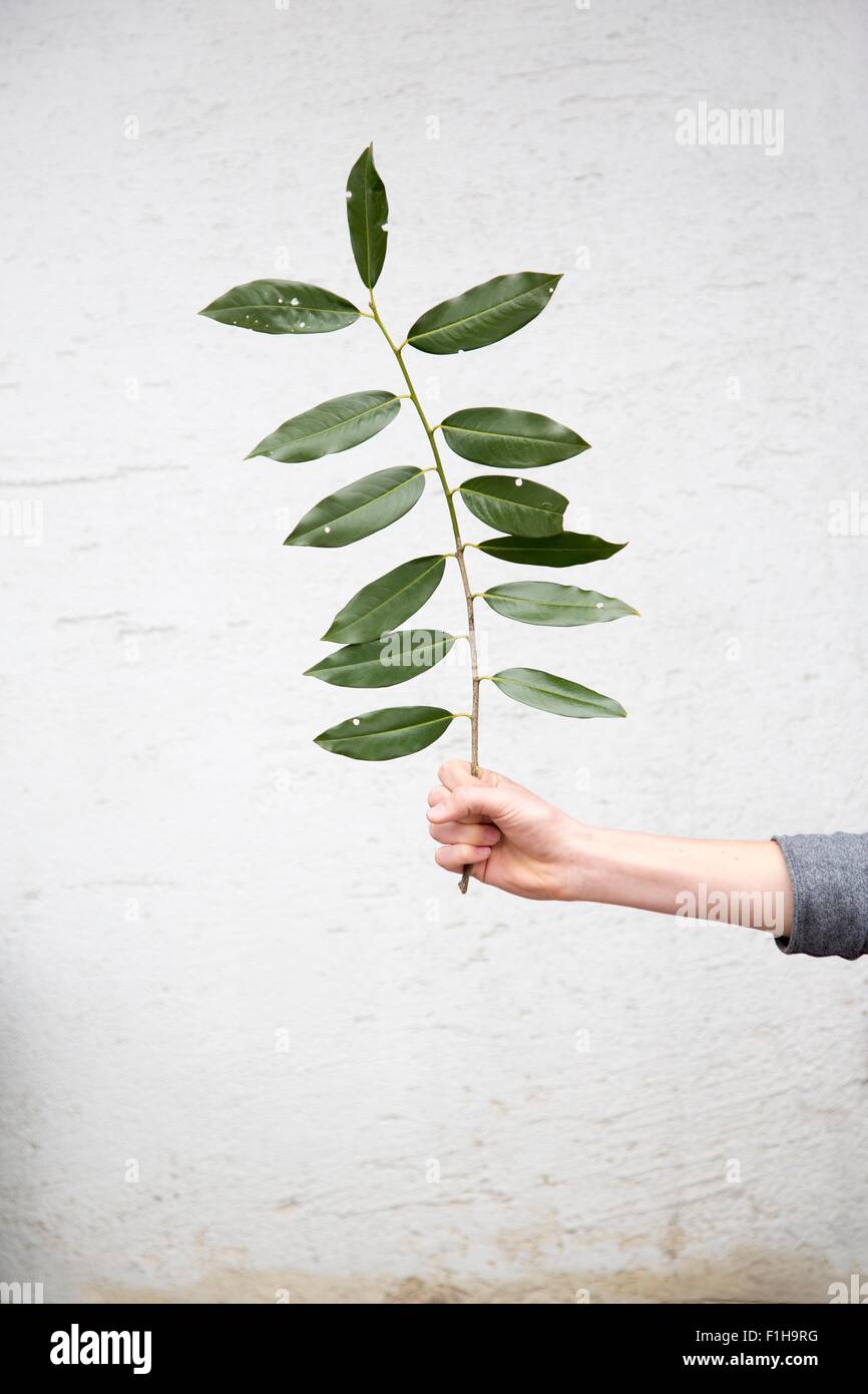 Leafed out hi-res stock photography and images - Alamy