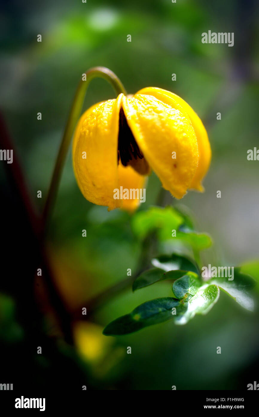 yellow clematis flowers Stock Photo - Alamy