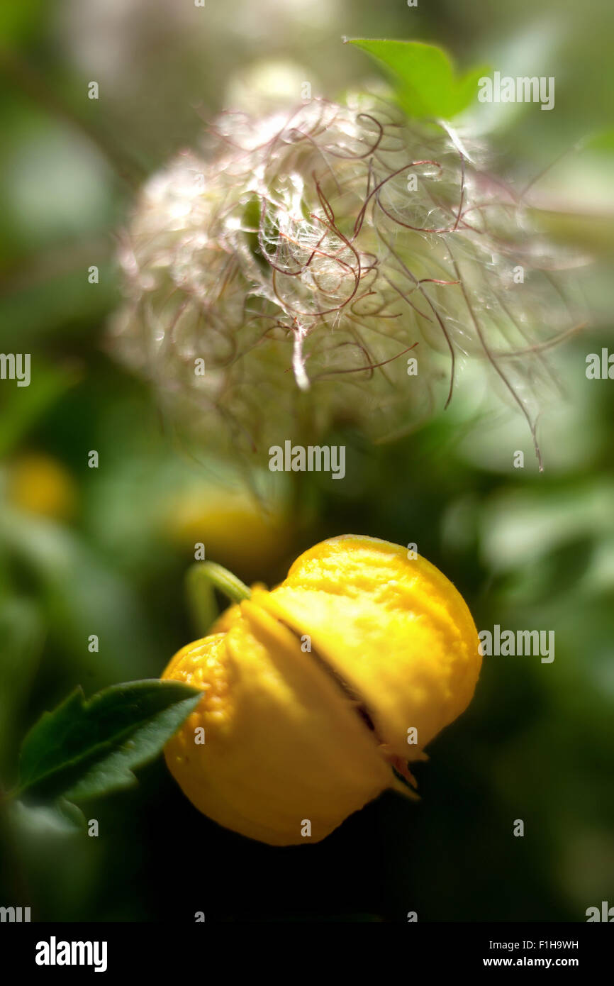 yellow clematis flowers Stock Photo - Alamy