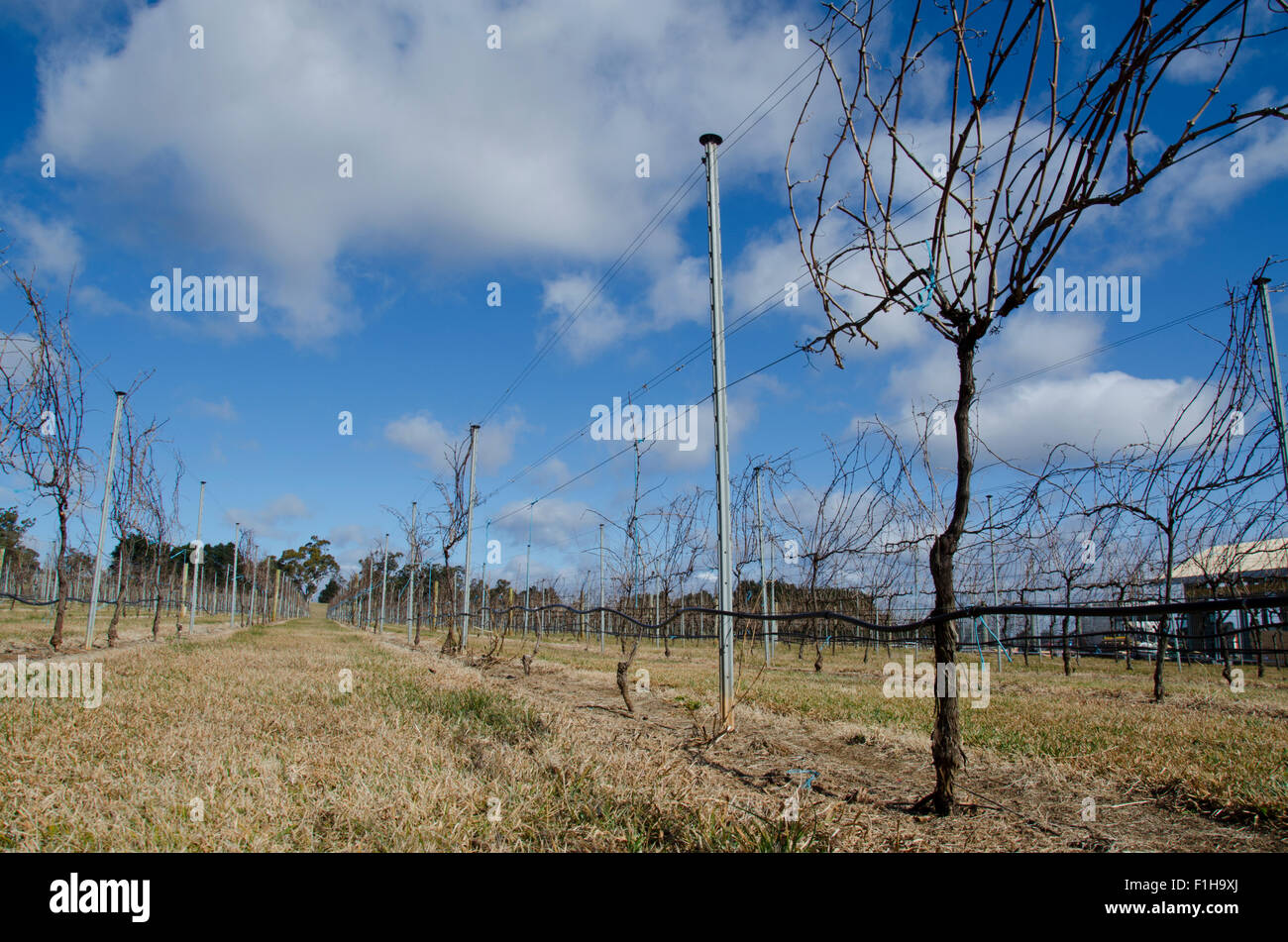 Pinot Gris wine grape vines growing on wire lattice near Berrima in the ...