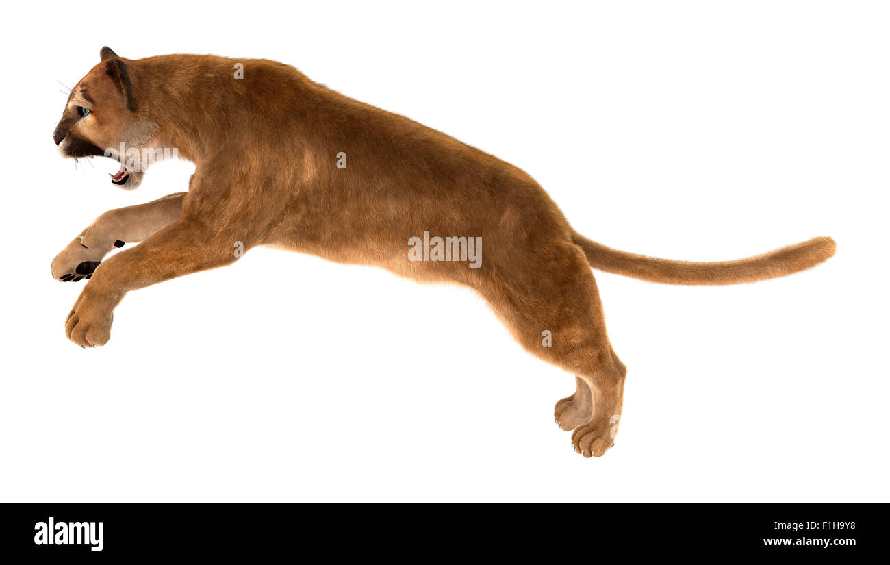 3D digital render of a big cat puma jumping isolated on white ...