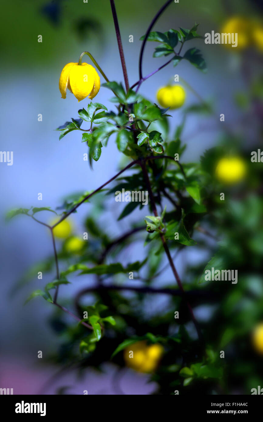 yellow clematis flowers Stock Photo - Alamy
