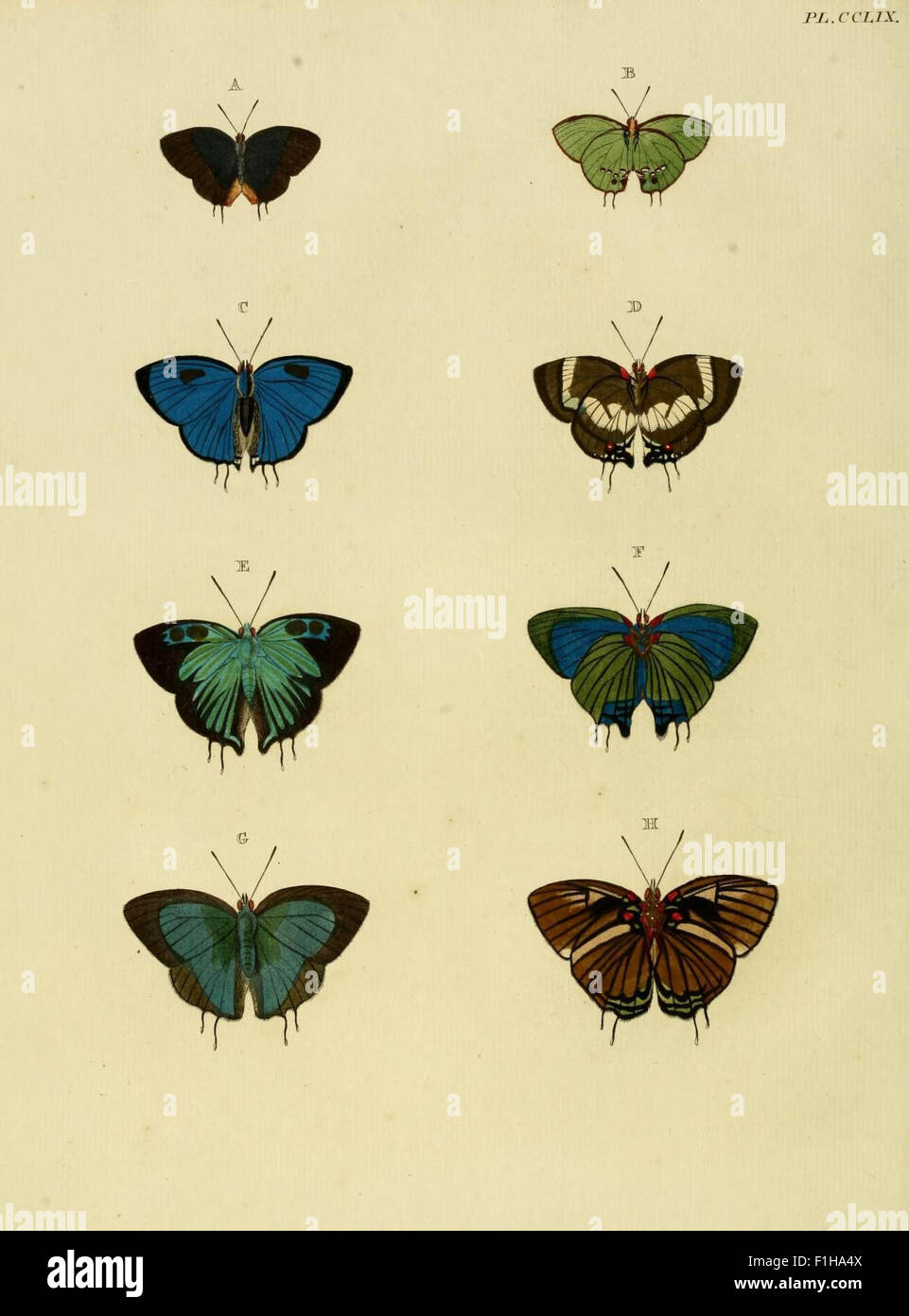 'Aanhangsel van het werk, De uitlandsche kapellen' (Plate CCLIX) is a ...