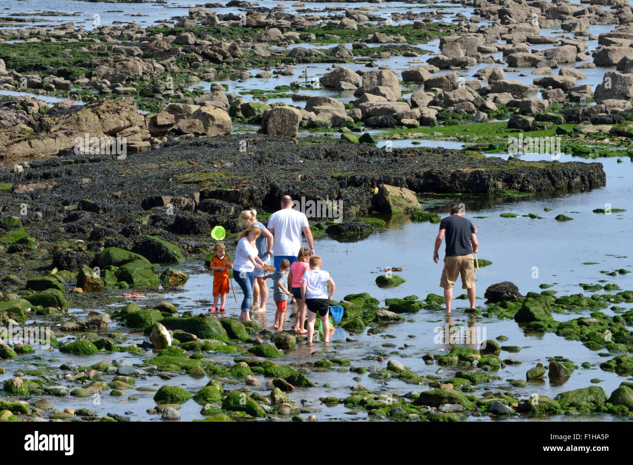 Parents and children rockpooling Stock Photo - Alamy