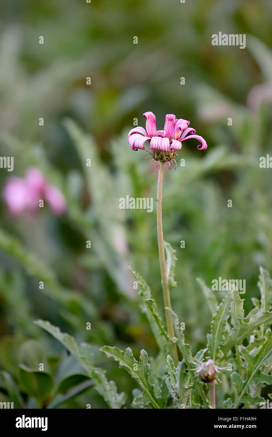 Spring flowers in Israel Stock Photo - Alamy