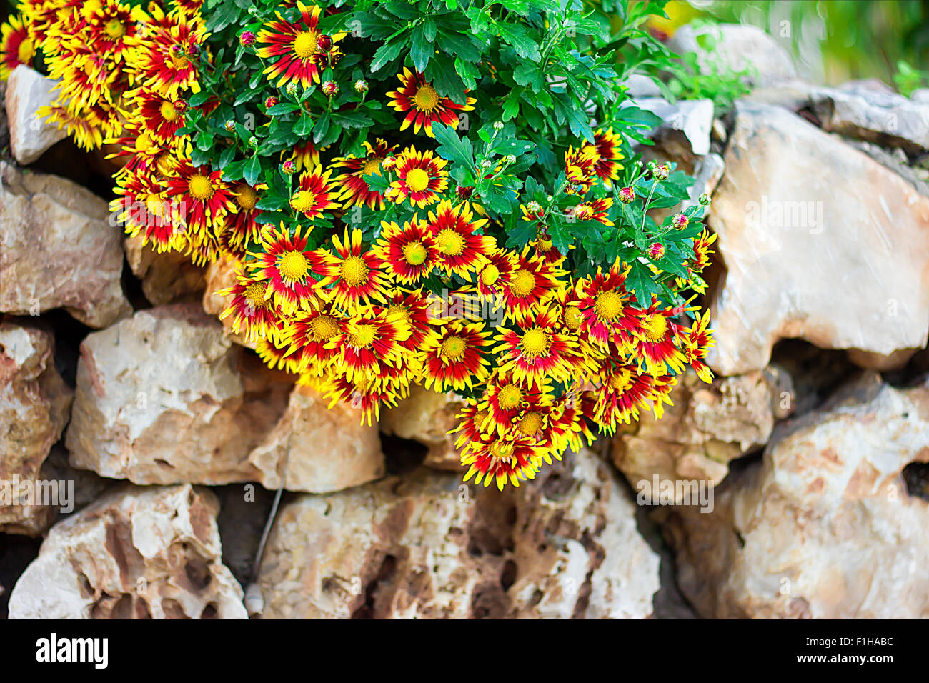 Spring flowers in Israel Stock Photo - Alamy