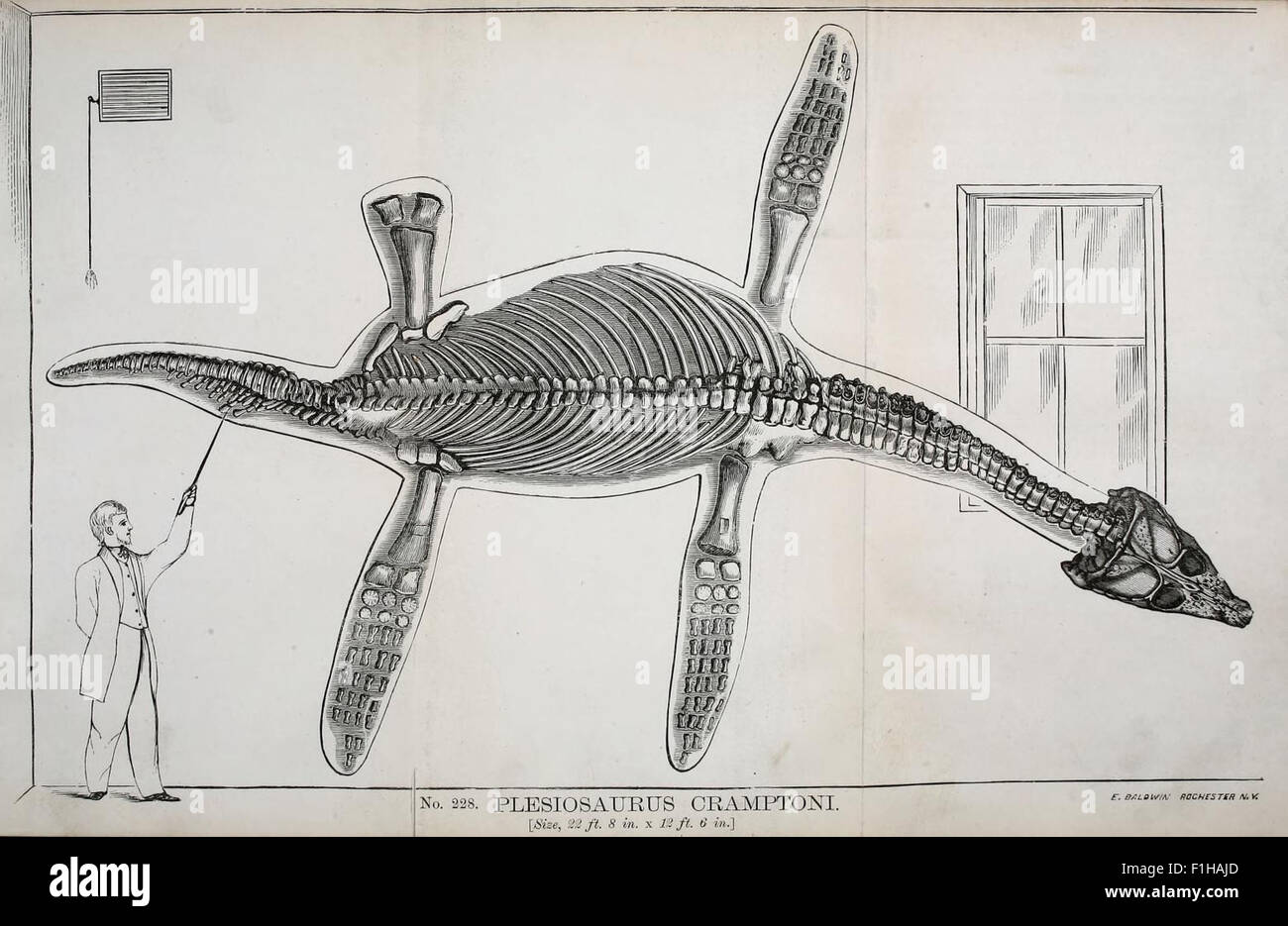 Catalogue of casts of fossils Stock Photo - Alamy