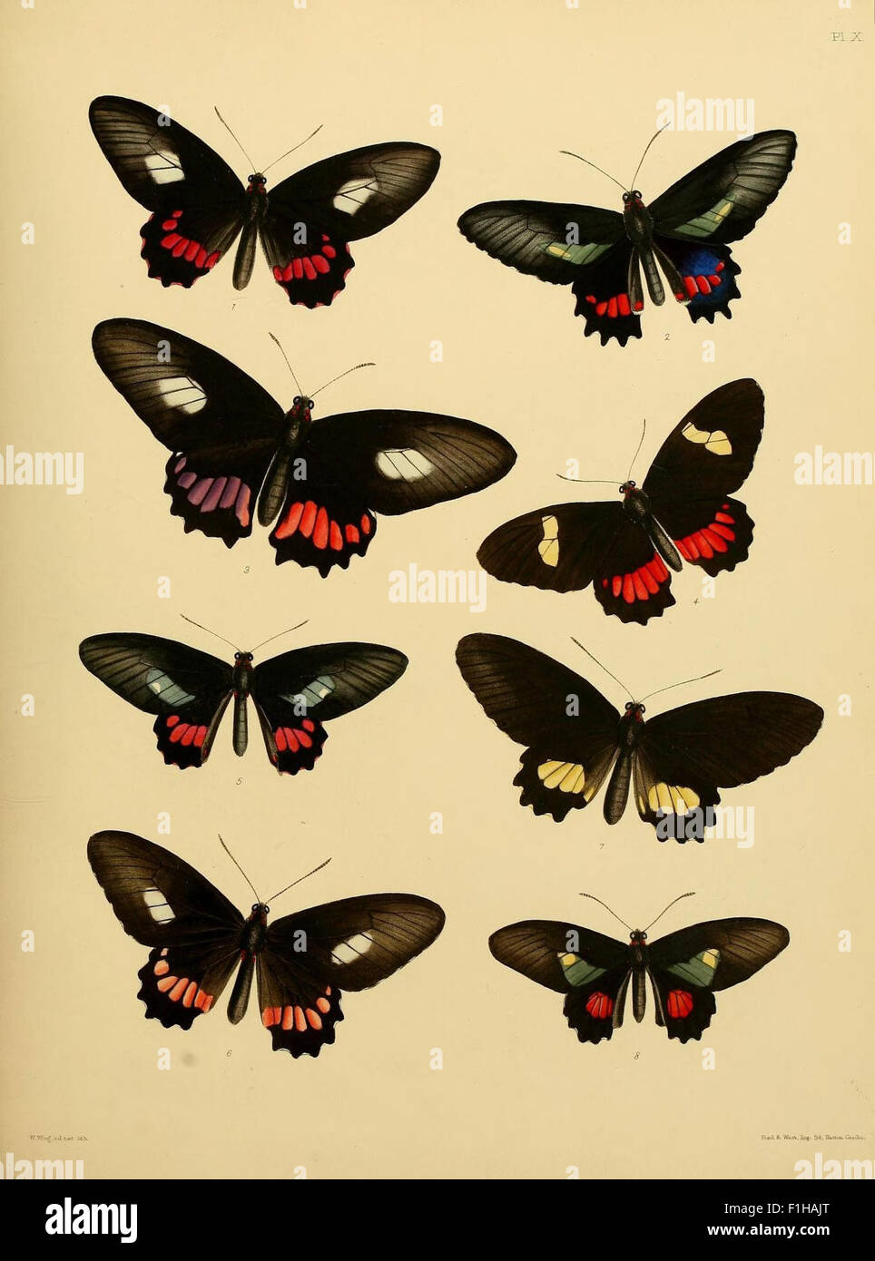 An illustration from the 'Catalogue of Lepidopterous Insects in the ...