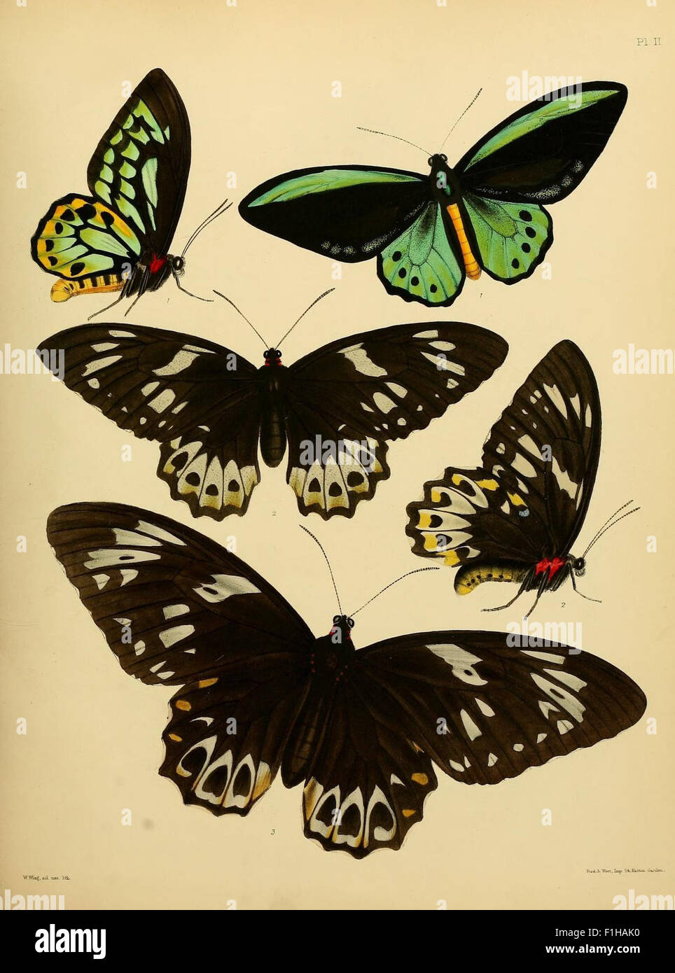 Catalogue of lepidopterous insects in the collection of the British ...