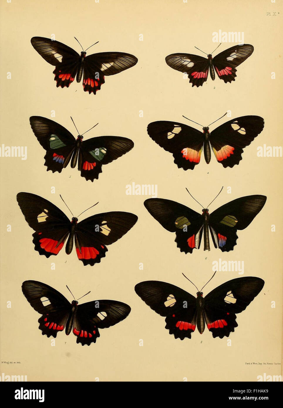 *Catalogue of Lepidopterous Insects* provides a comprehensive list of ...
