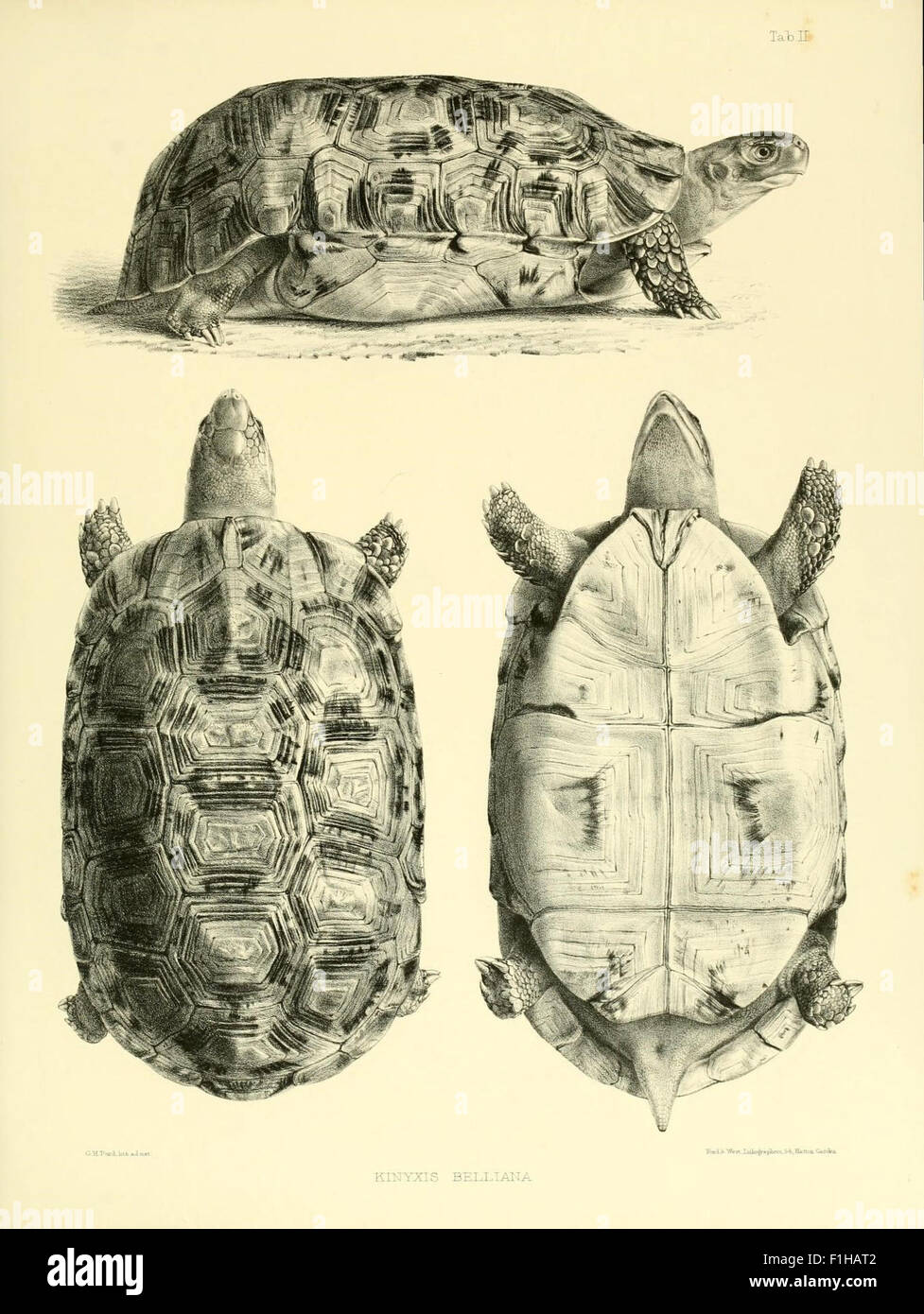 This catalogue from the British Museum details shield reptiles ...
