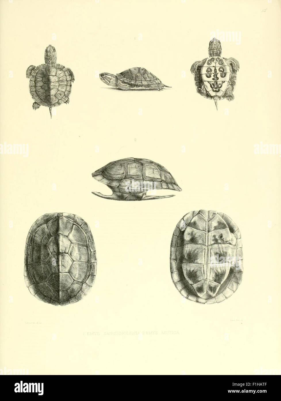 Catalogue of shield reptiles in the collection of the British Museum ...