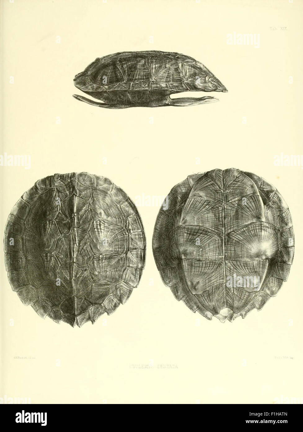 The 'Catalogue of Shield Reptiles' from the British Museum details ...